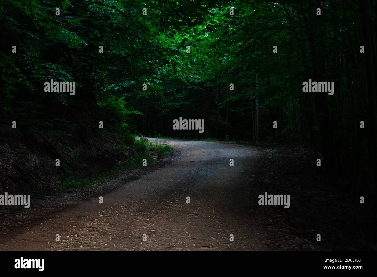 An empty path in a dark forest Stock Photo - Alamy