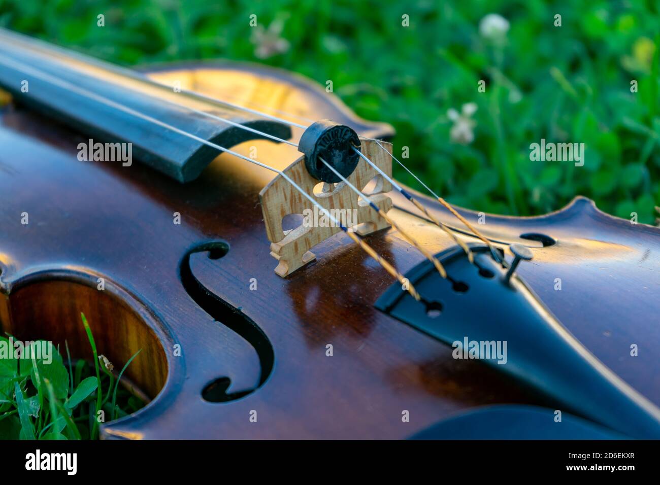 Fiddle grass hi-res stock photography and images - Alamy