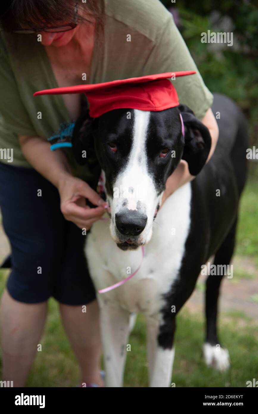 Great Dane graduation celebration Stock Photo - Alamy