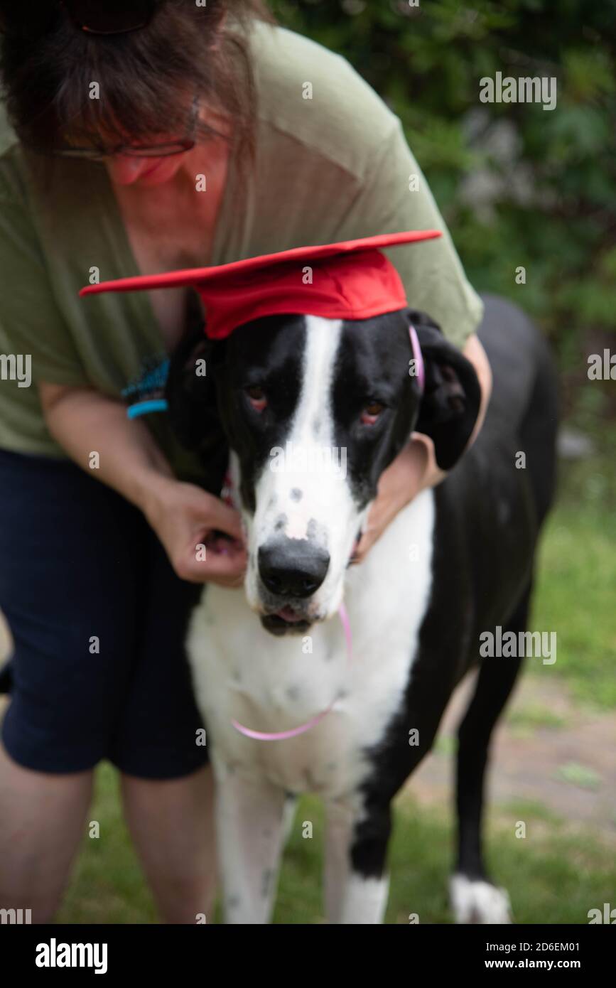 Great Dane graduation celebration Stock Photo - Alamy