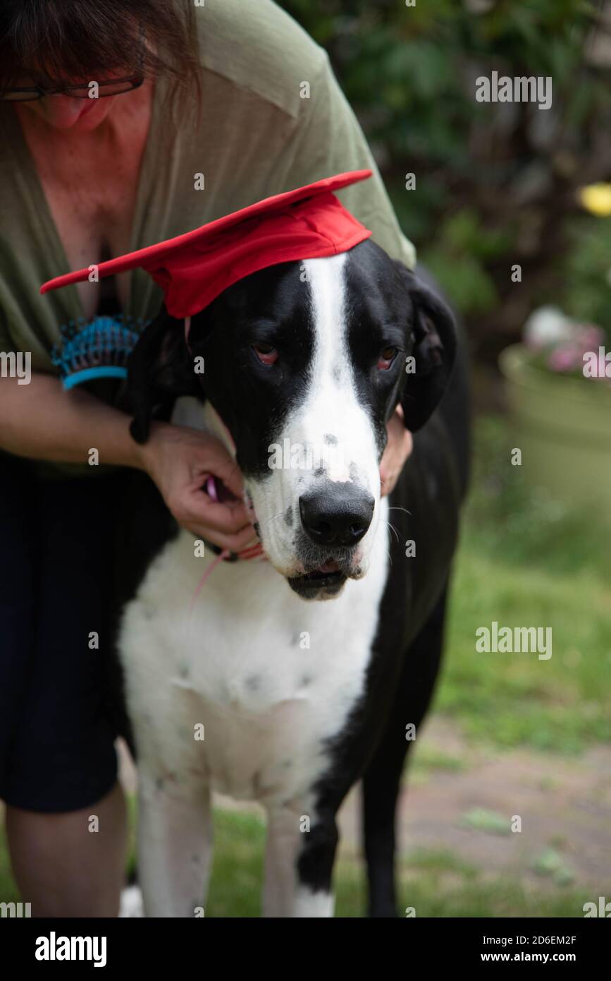 Great Dane graduation celebration Stock Photo - Alamy