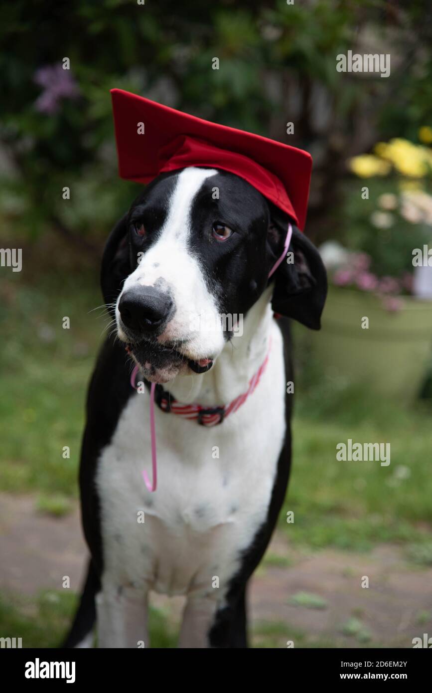 Great Dane graduation celebration Stock Photo - Alamy