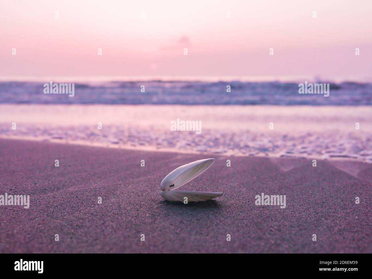 seashell on sandy ocean beach with pastel tones Stock Photo - Alamy