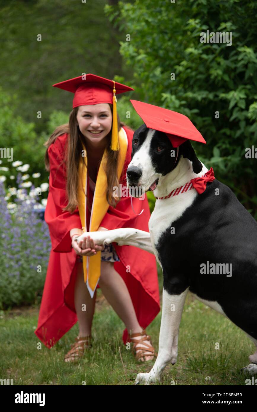 Great Dane graduation celebration Stock Photo - Alamy