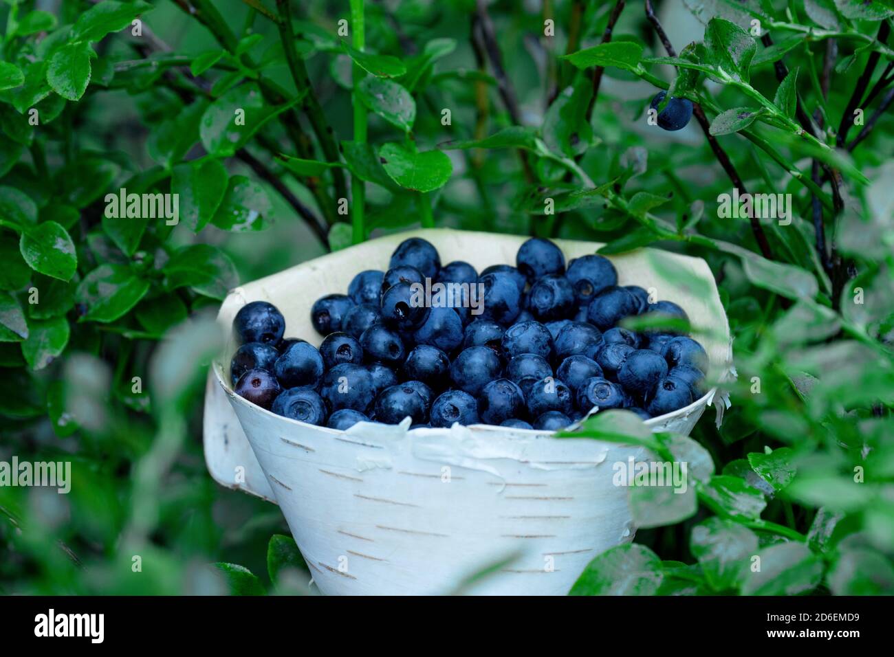Natural, edible and delicious Wild blueberries (Vaccinium myrtillus) as ...