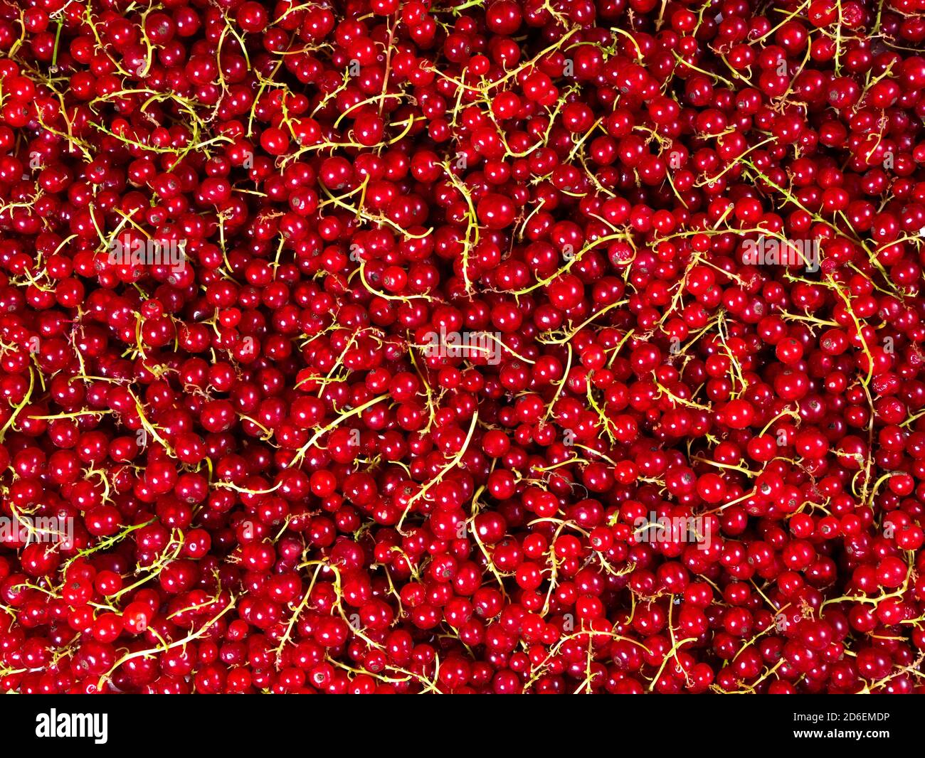 Red currants plucked from a bush and piled in a heap Stock Photo - Alamy