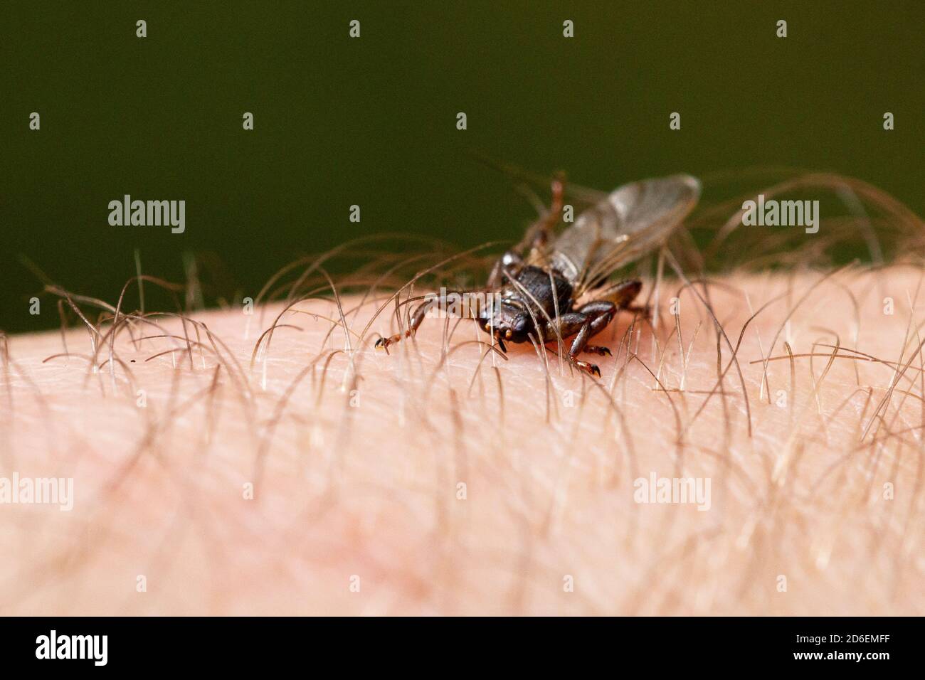 A macro close-up of parasite Deer fly, Lipoptena cervi, on a hairy ...