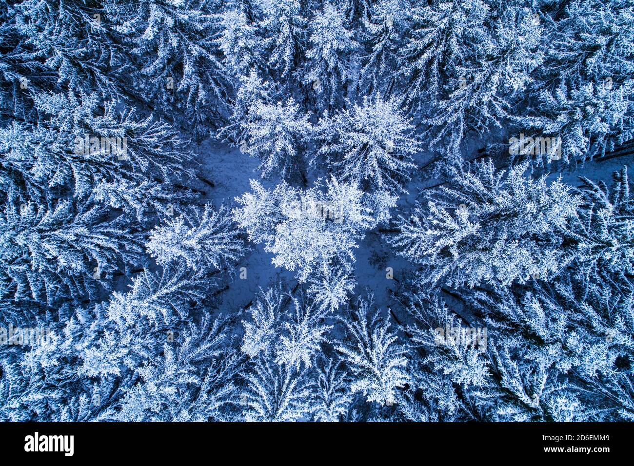 An aerial view of snowy and frosty winter boreal coniferous forest in Estonian nature in ...