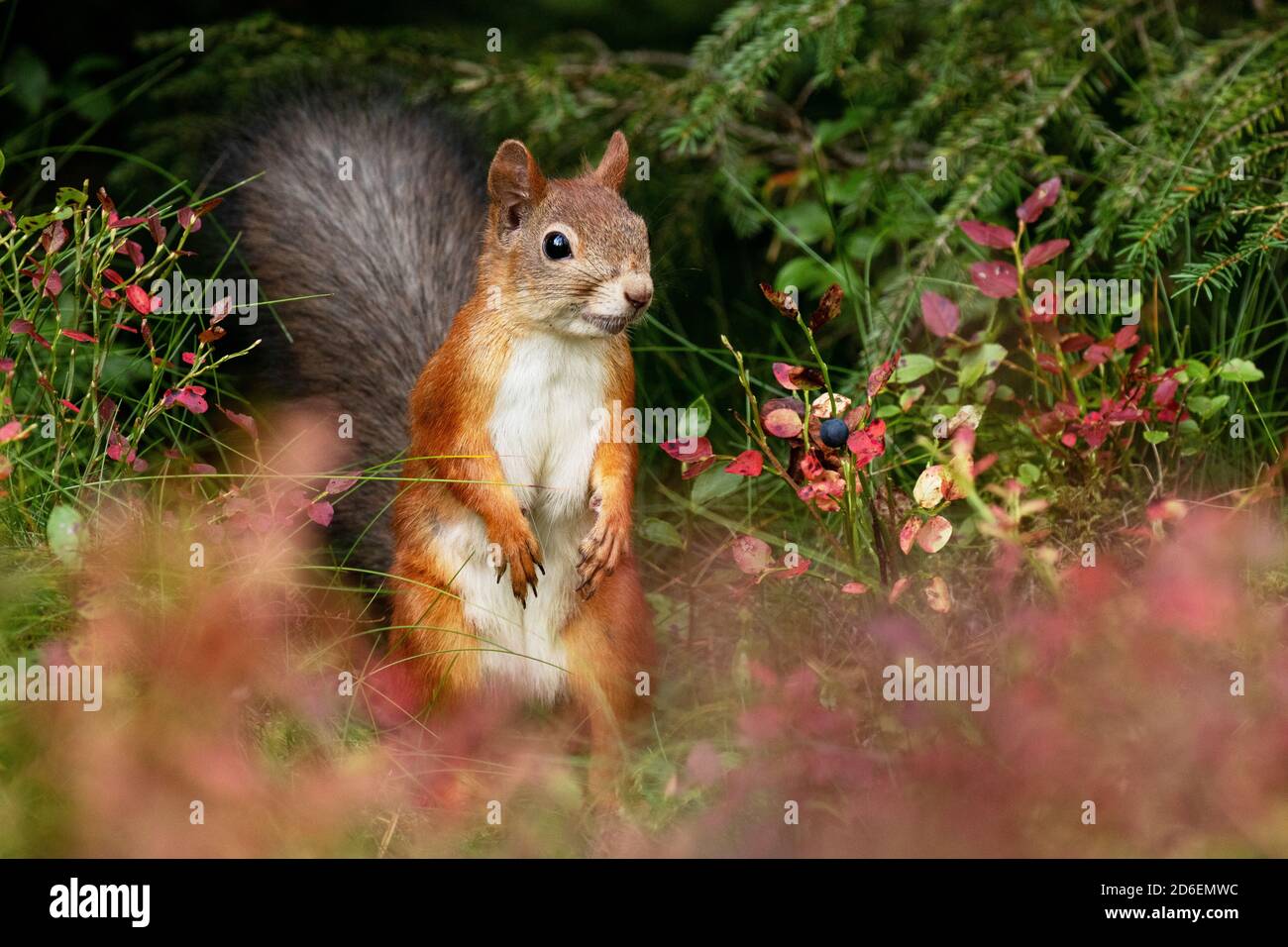Adorable Red squirrel (Sciurus vulgaris) standing in the middle of ...