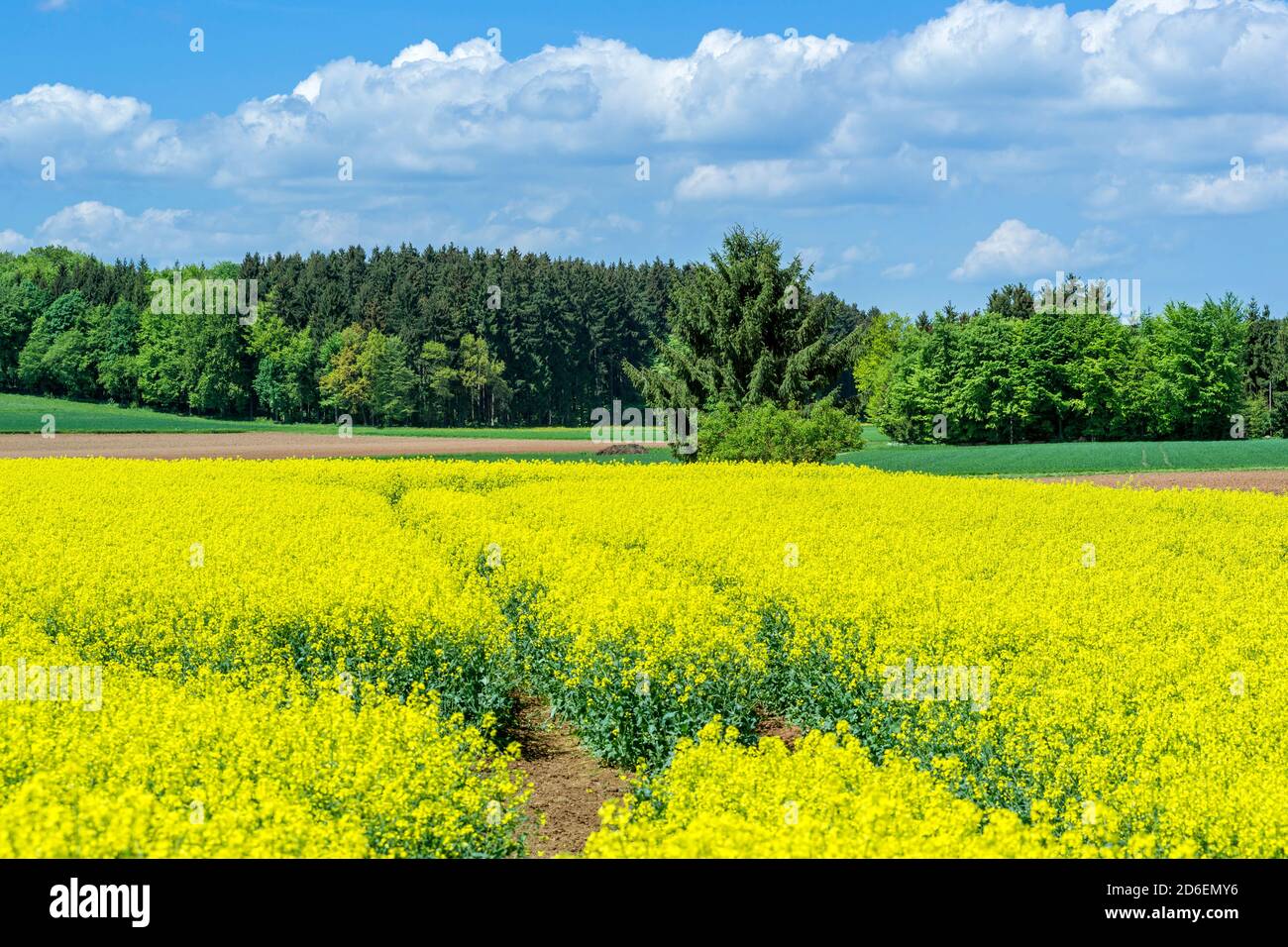 Germany, Baden-Wuerttemberg, Amstetten-Stubersheim, scenery, flowering ...