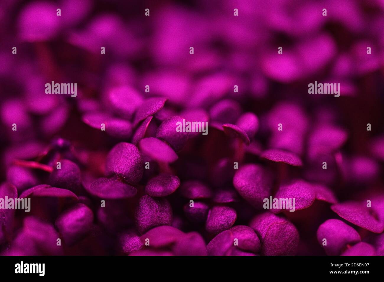 Healthy food concept. Young microgreens in violet grow light close up ...