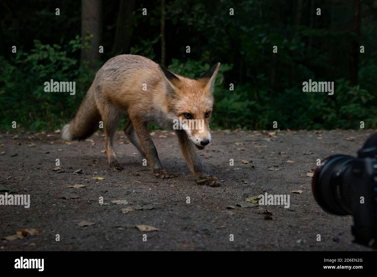 Red Fox Shy Animal High Resolution Stock Photography and Images - Alamy