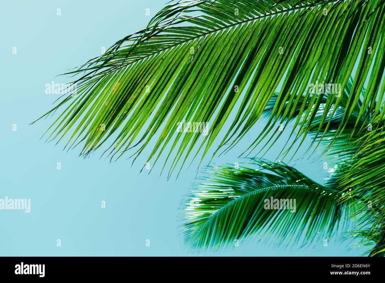 Palm tree leaves over blue sky background, natural photo with tonal ...