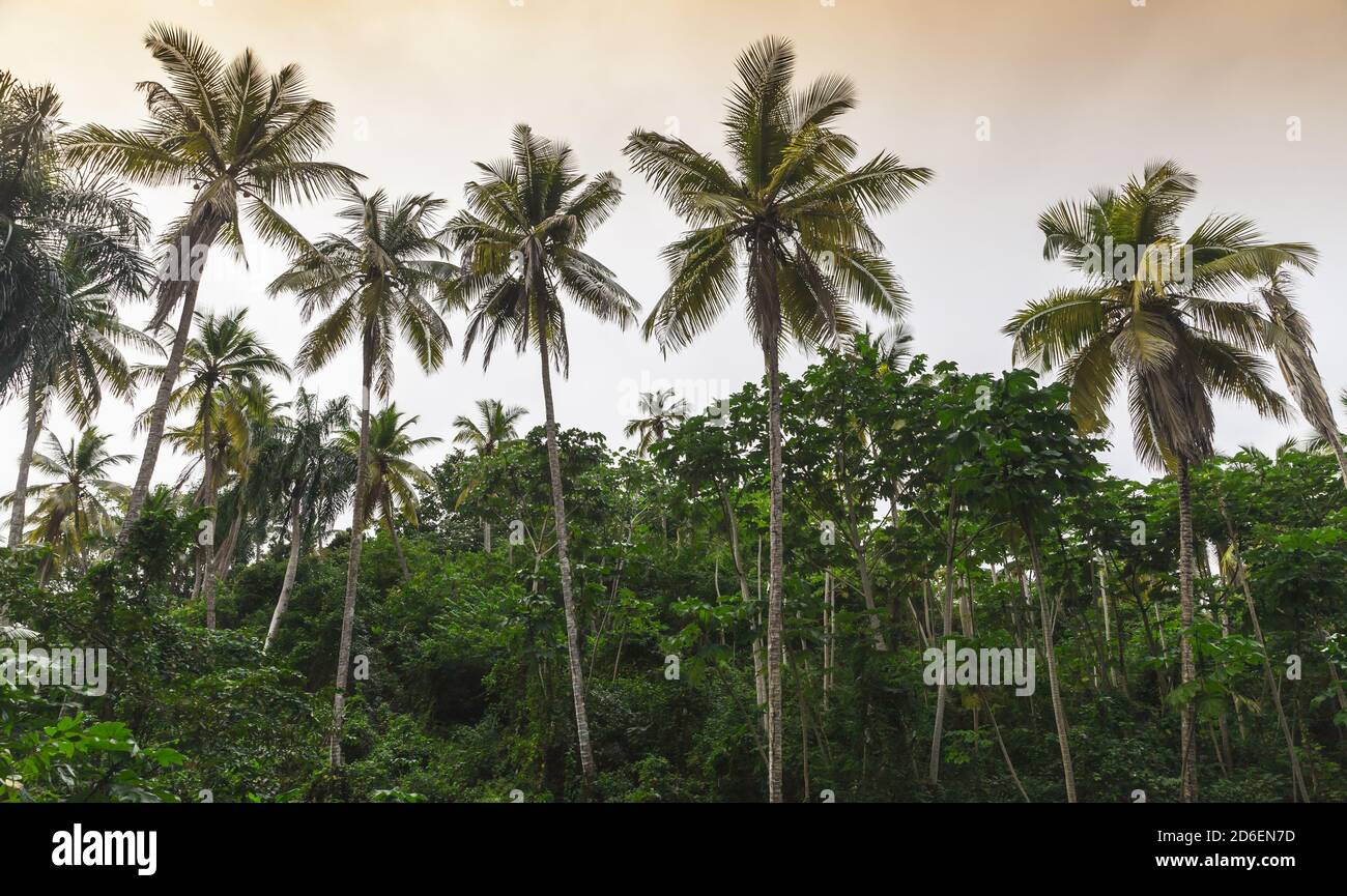 Palm trees, natural tropical forest background photo Stock Photo - Alamy