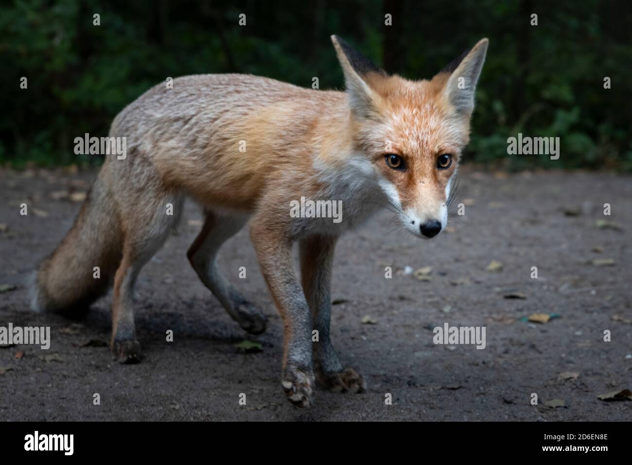 A wild fox is gingerly crawling to the camera, Curonian Spit ...
