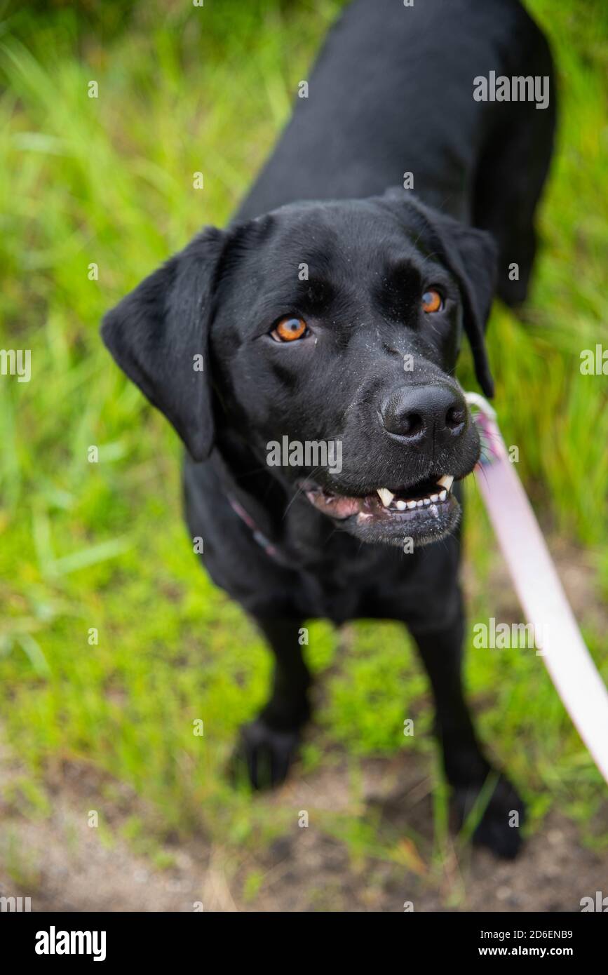 Smiling black lab on walk Stock Photo - Alamy