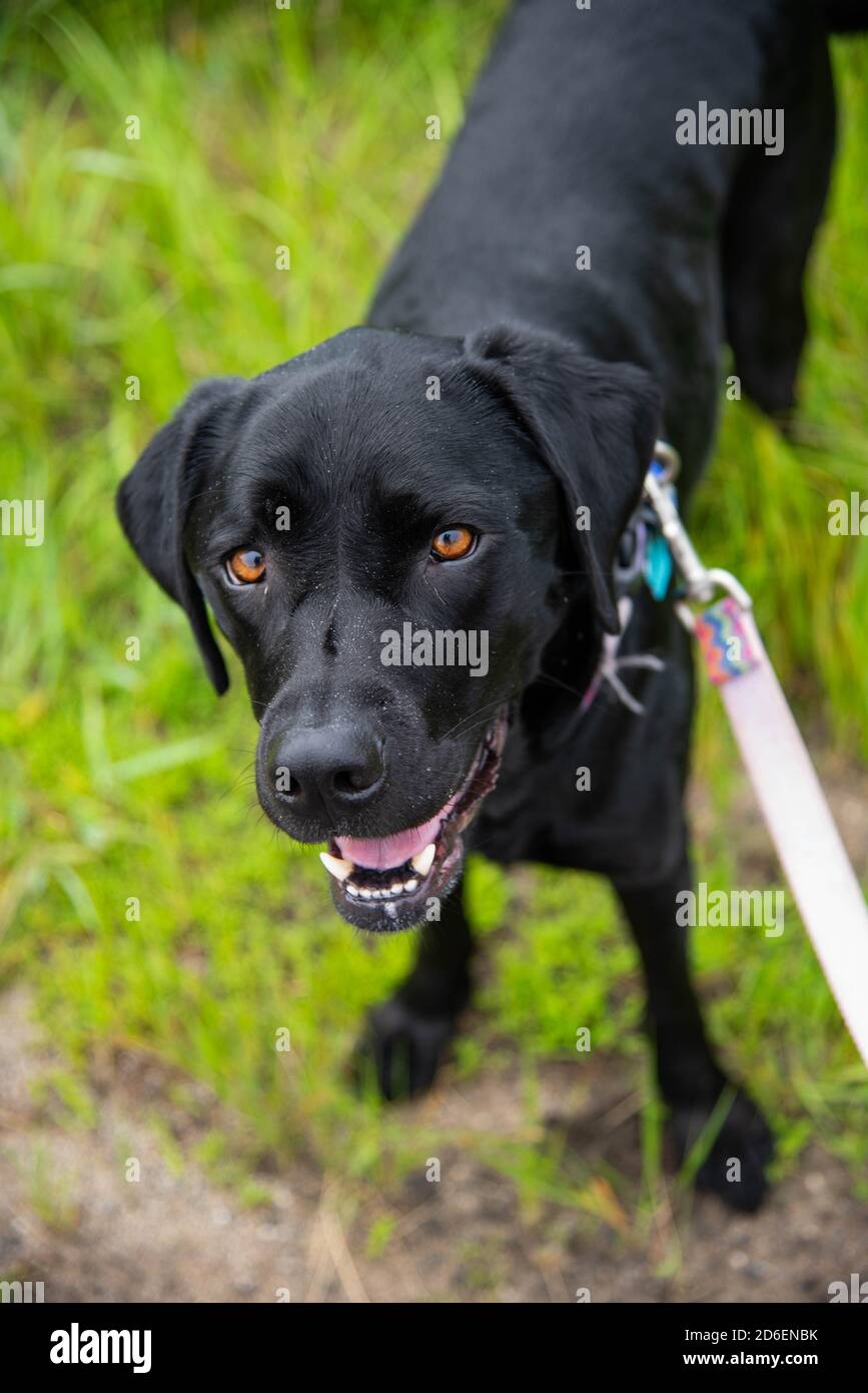 Black lab on beach hi-res stock photography and images - Alamy