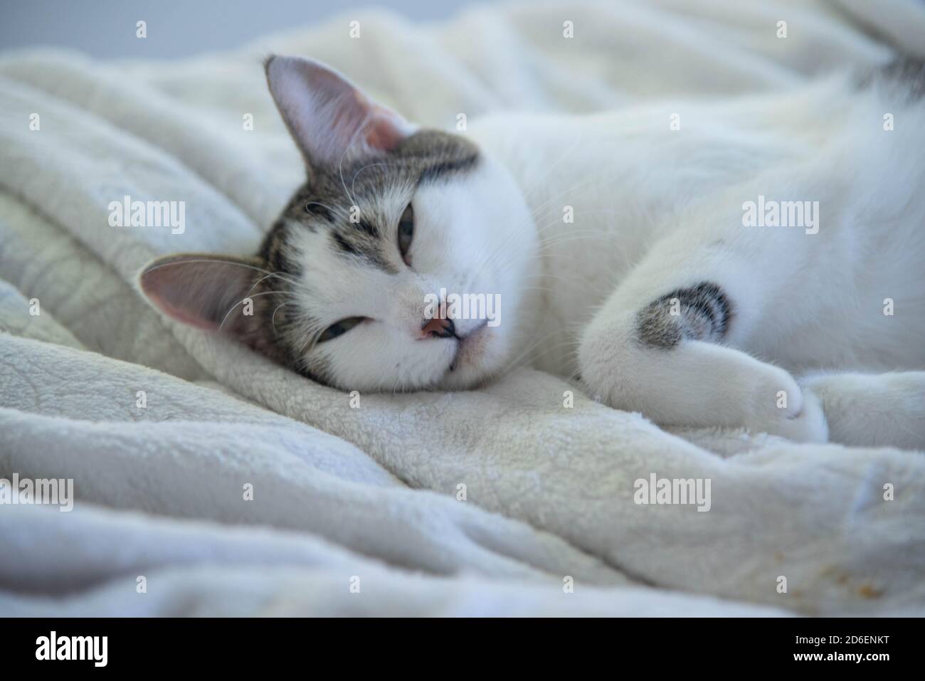 Cute cat laying around Stock Photo - Alamy