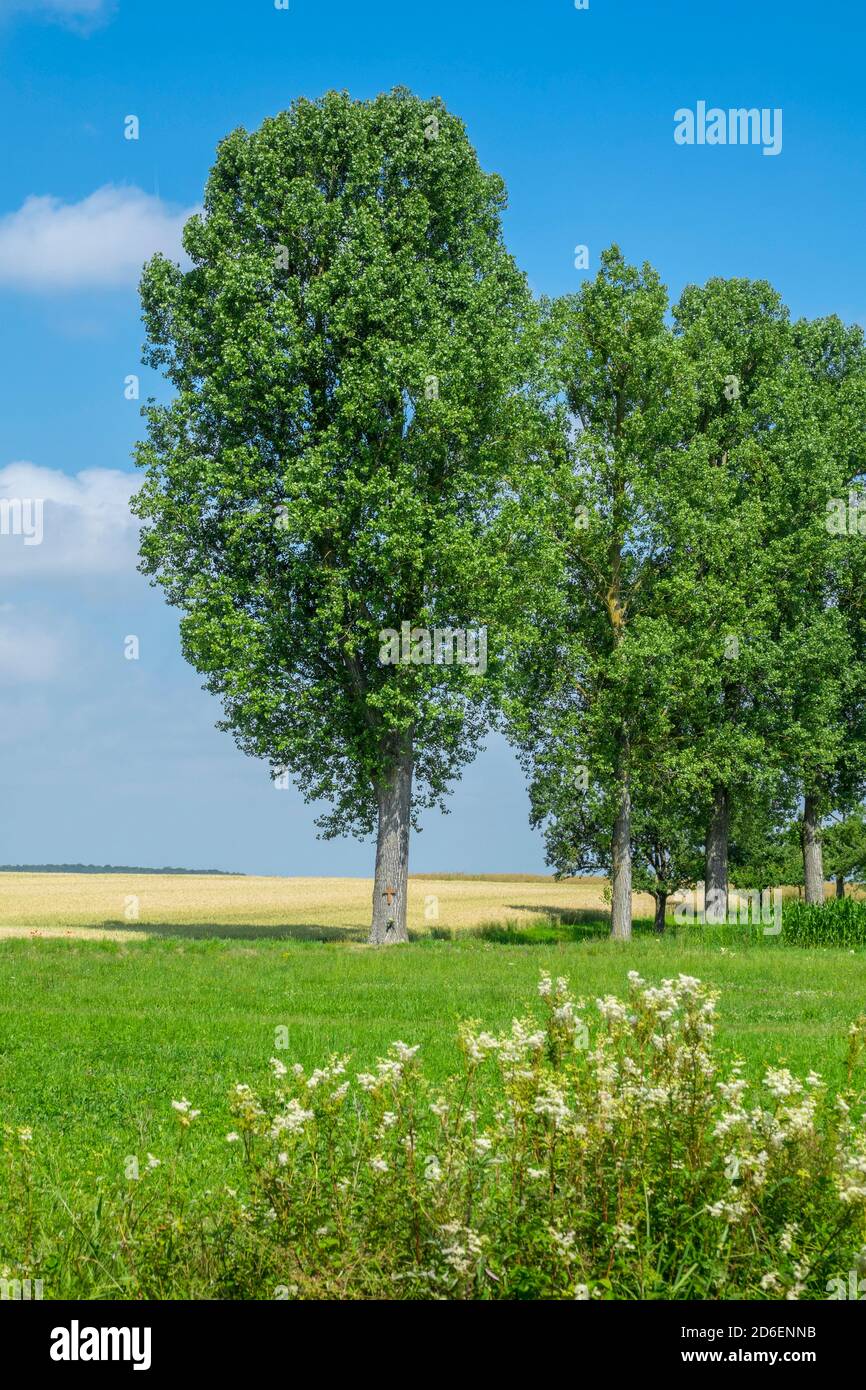 Germany, Baden-Wuerttemberg, Altdorf, Zitterpappel, Populus tremula ...