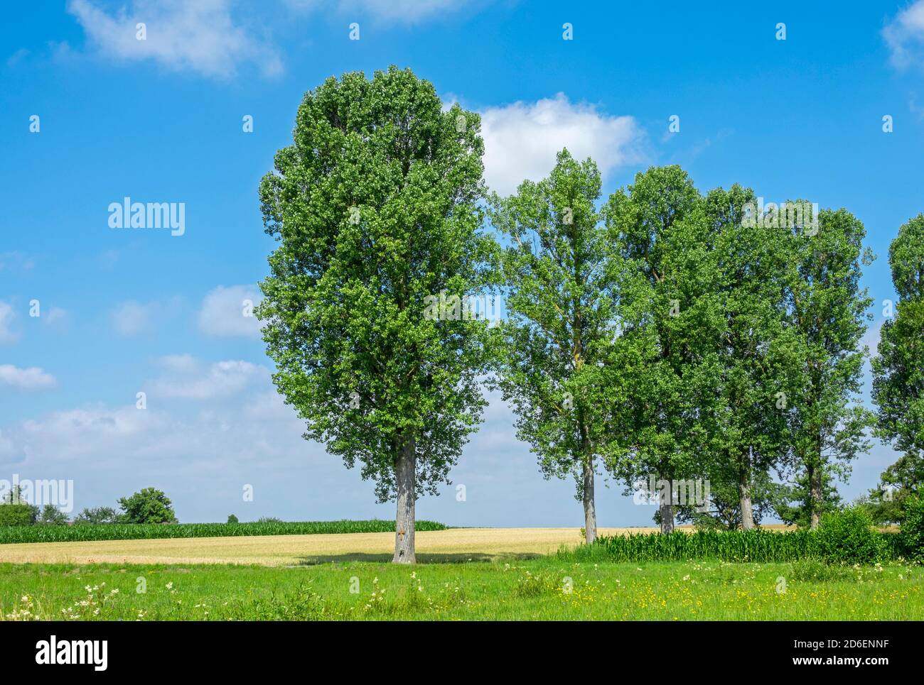 Germany, Baden-Wuerttemberg, Altdorf, Zitterpappel, Populus tremula ...