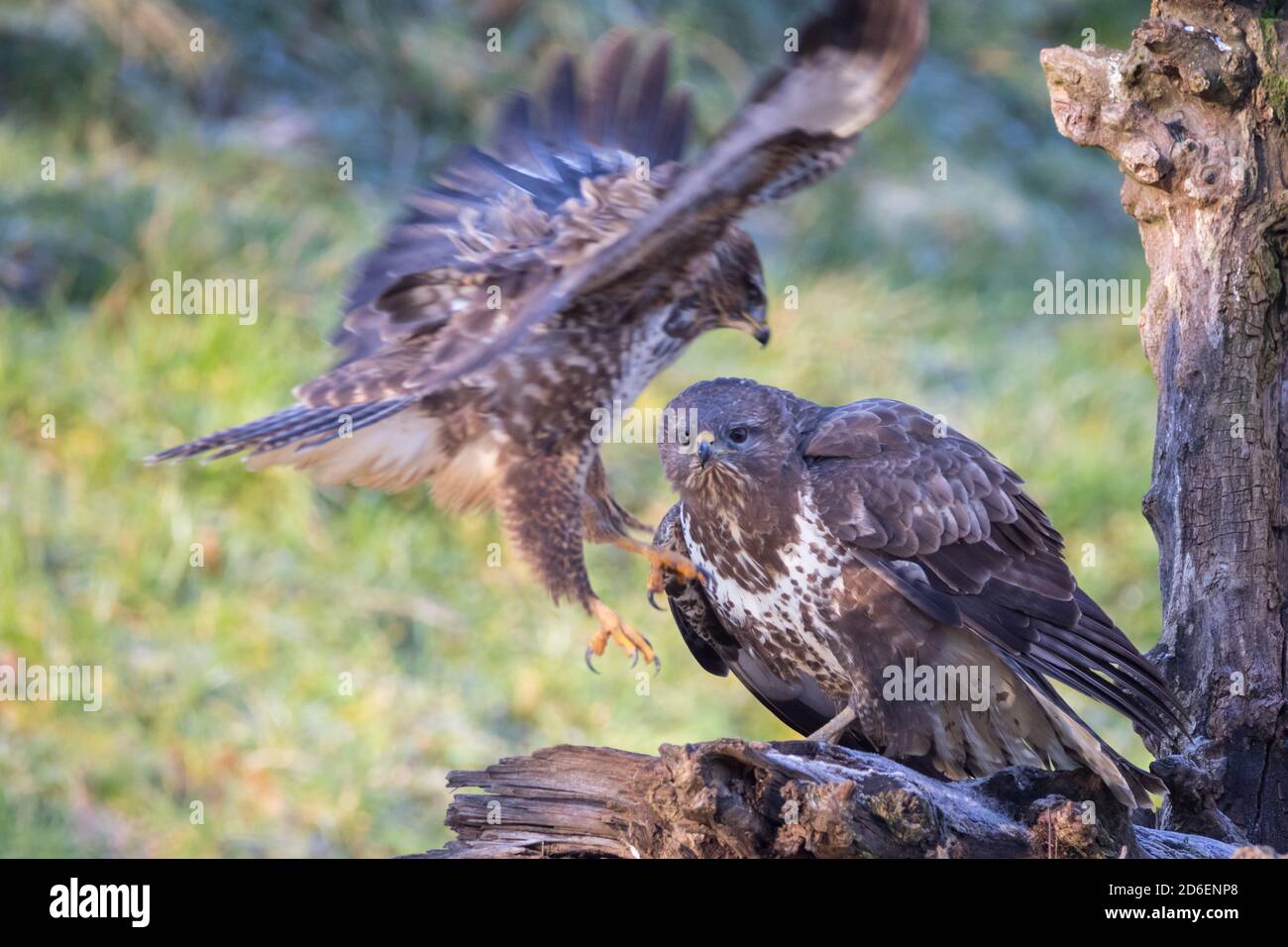 Two buzzards hi-res stock photography and images - Alamy