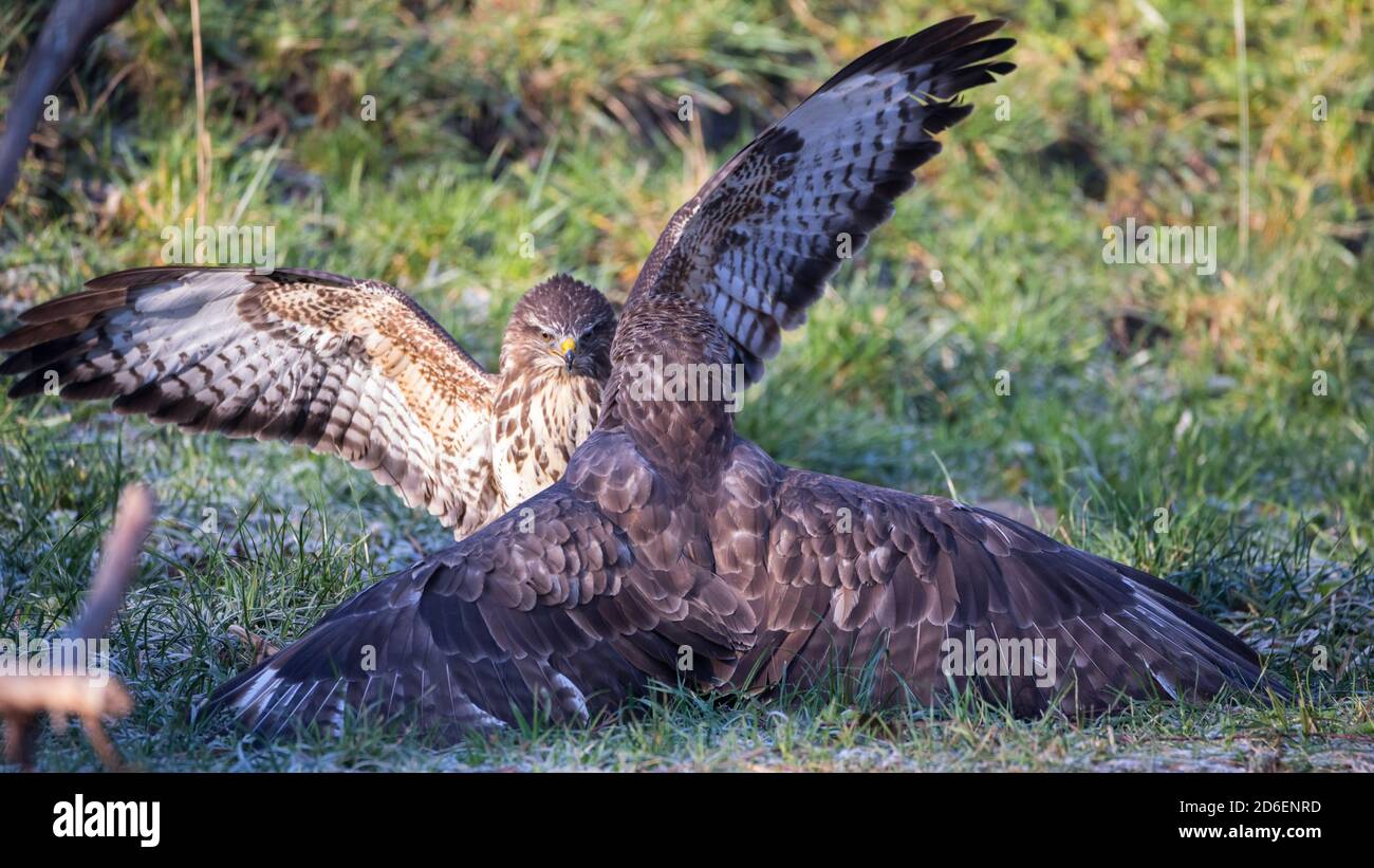 Two common buzzards hi-res stock photography and images - Alamy