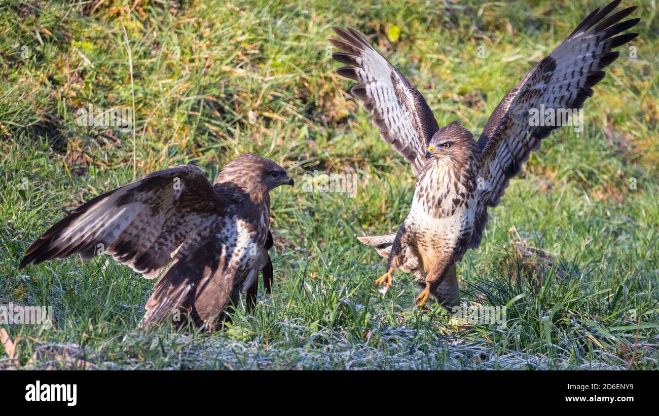 Wrestling actions hi-res stock photography and images - Alamy