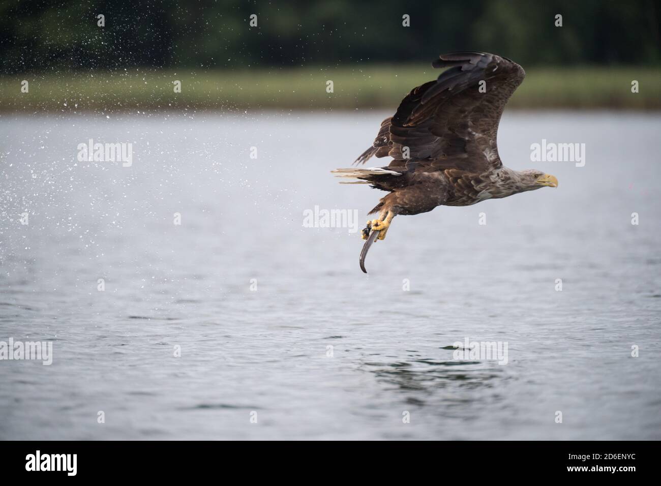 Eagle searching prey hi-res stock photography and images - Alamy