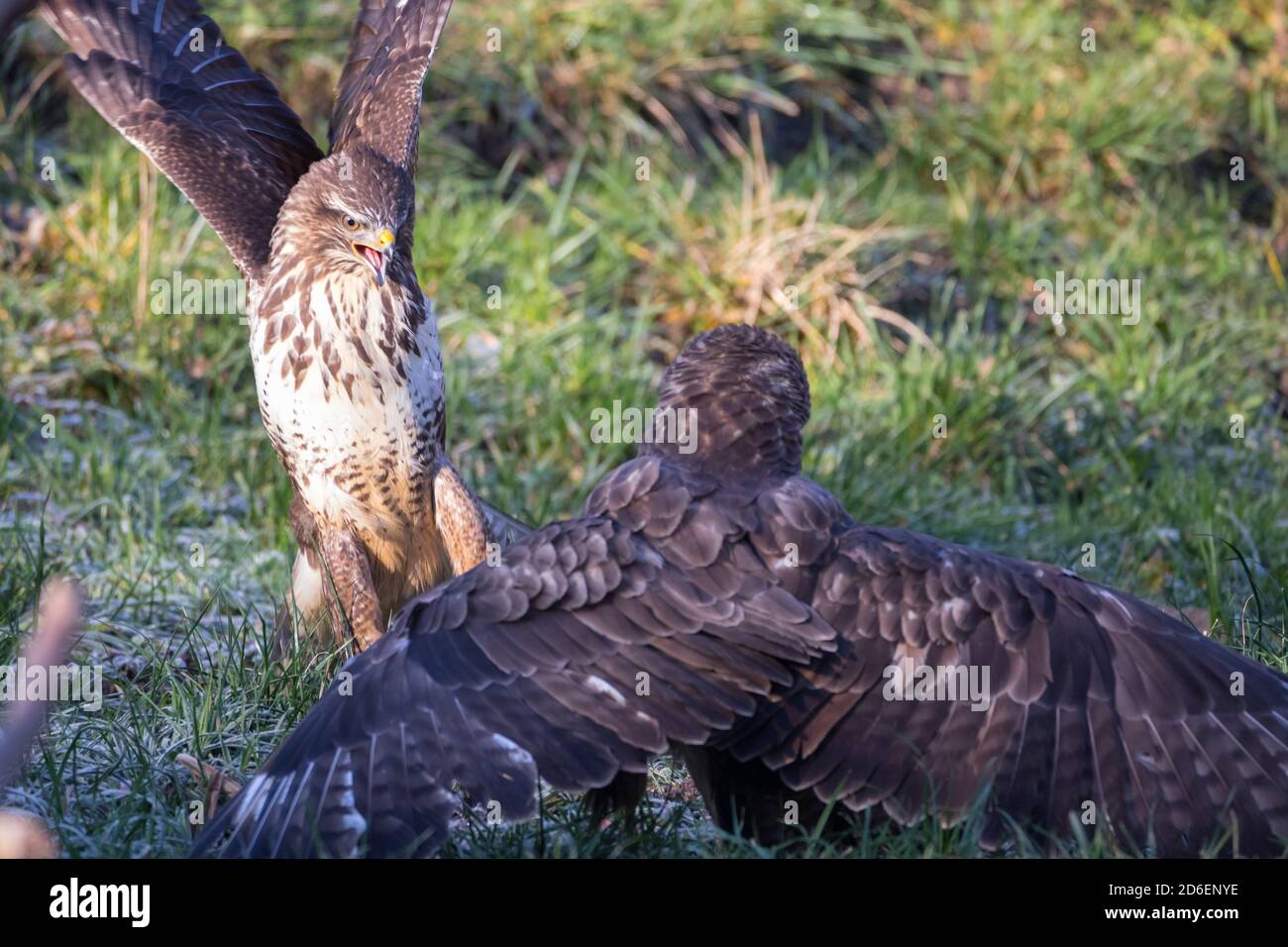 Wrestling actions hi-res stock photography and images - Alamy