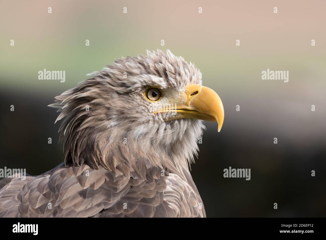 Eagle beaks hi-res stock photography and images - Alamy