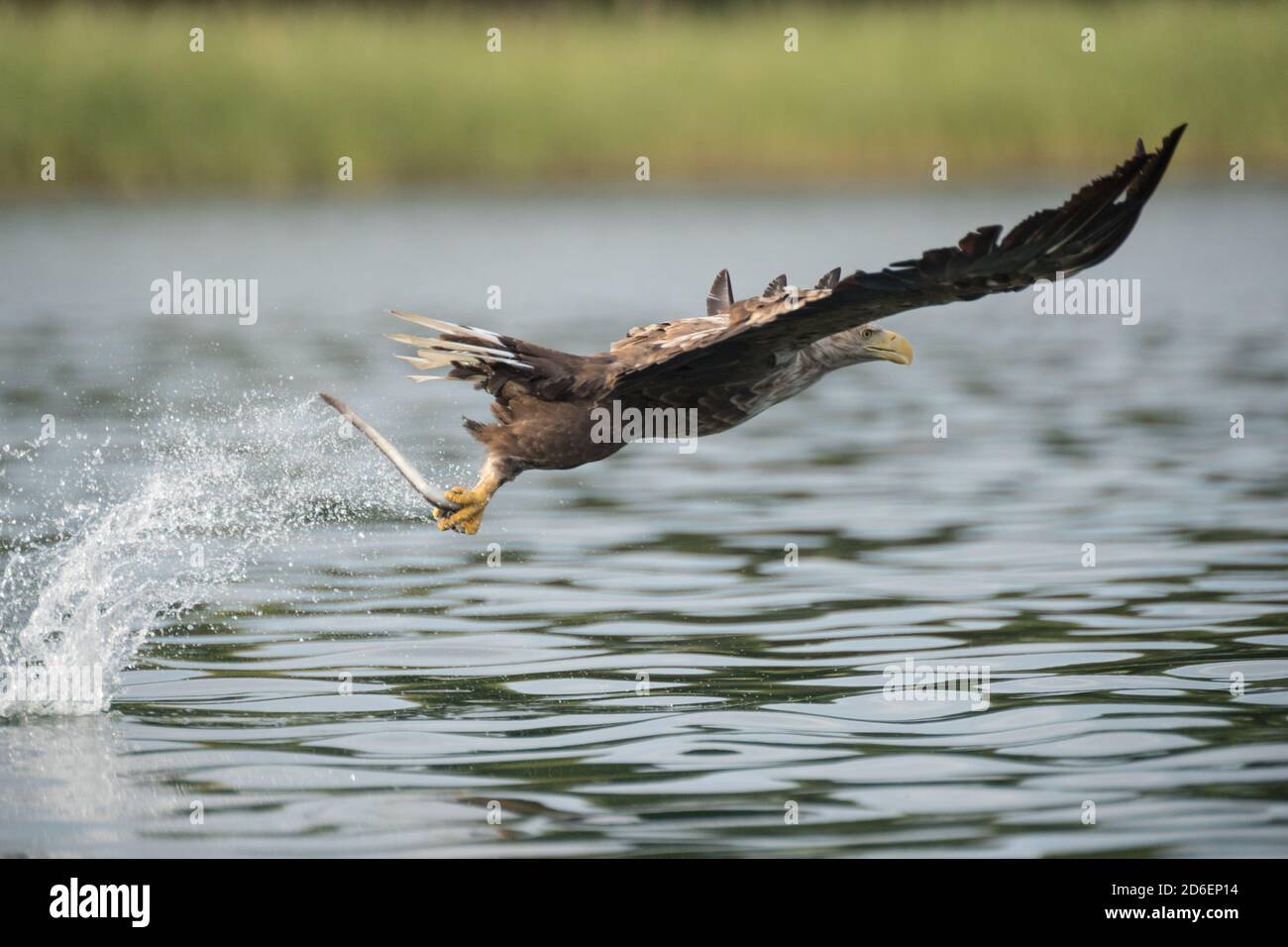 Eagle action hi-res stock photography and images - Alamy