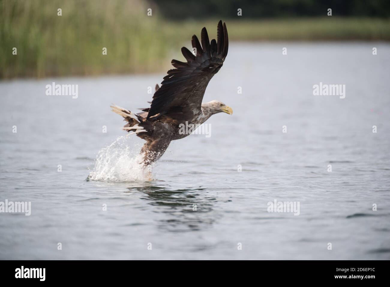 Eagle searching prey hi-res stock photography and images - Alamy