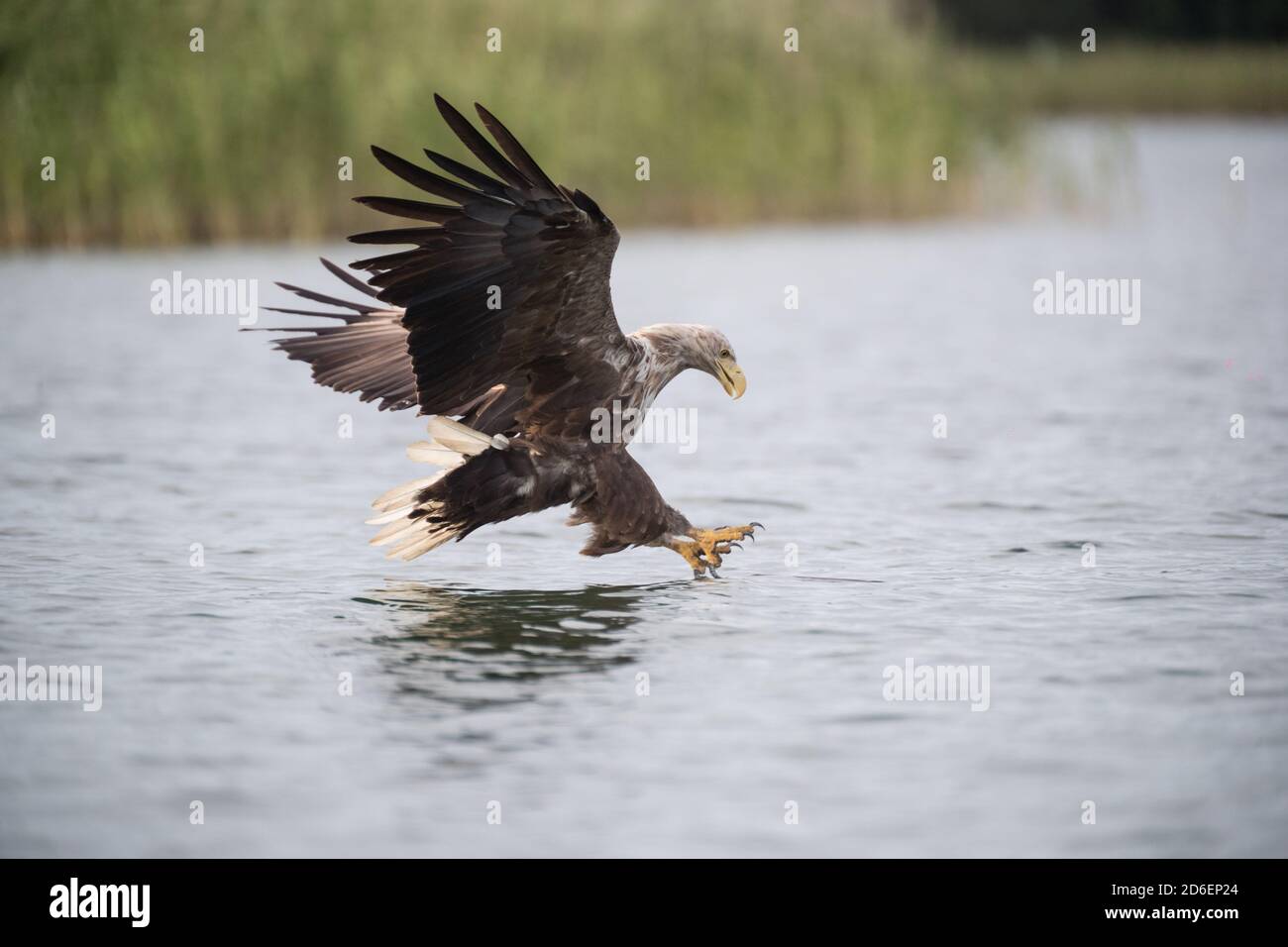 Eagle action hi-res stock photography and images - Alamy