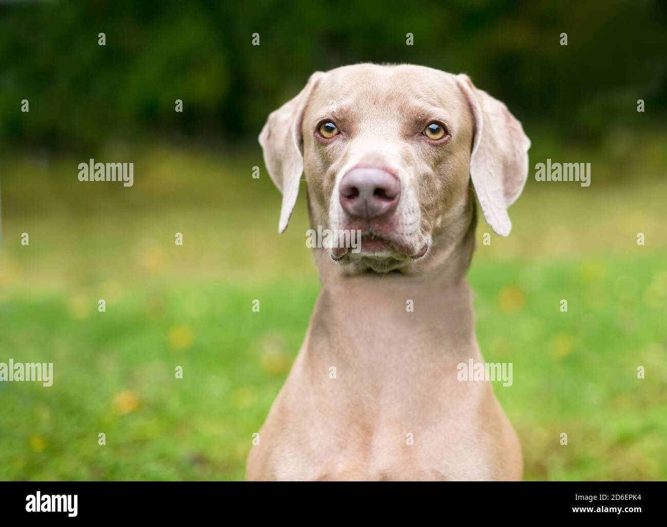 A purebred Weimaraner dog outdoors with a serious expression on its ...