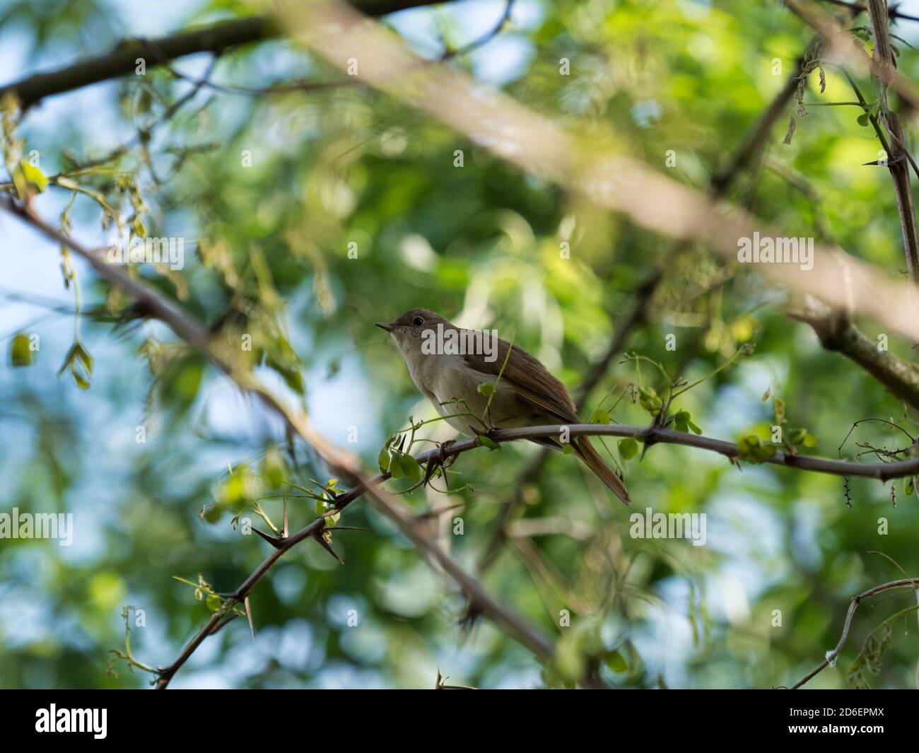 Nightingale singing tree hi-res stock photography and images - Alamy