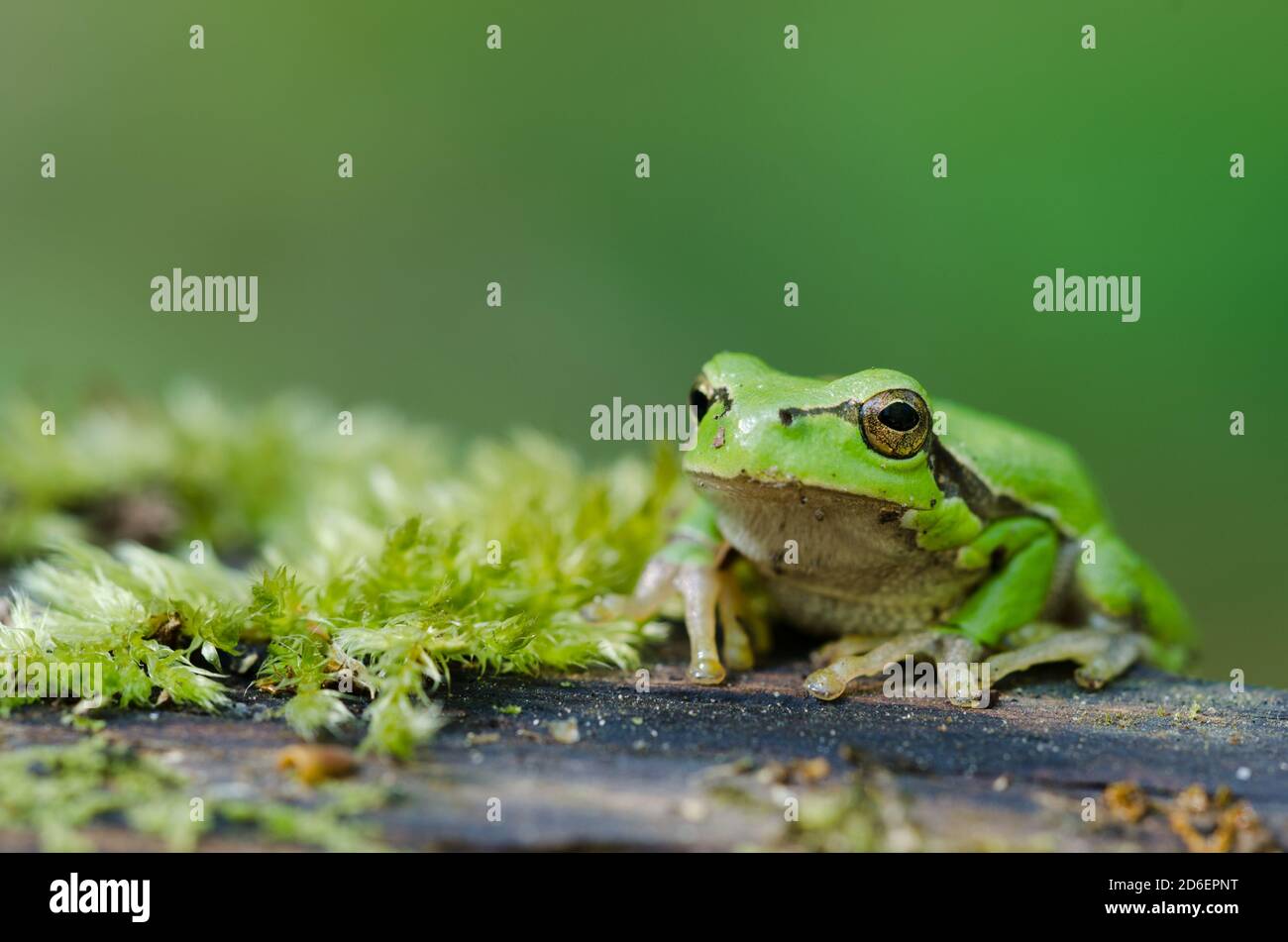 European tree frog, Germany, (Hyla arborea Stock Photo - Alamy