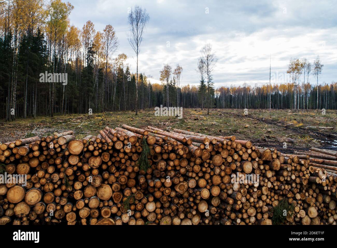 Large wood pile next to a fresh clear-cut area during autumn months in ...