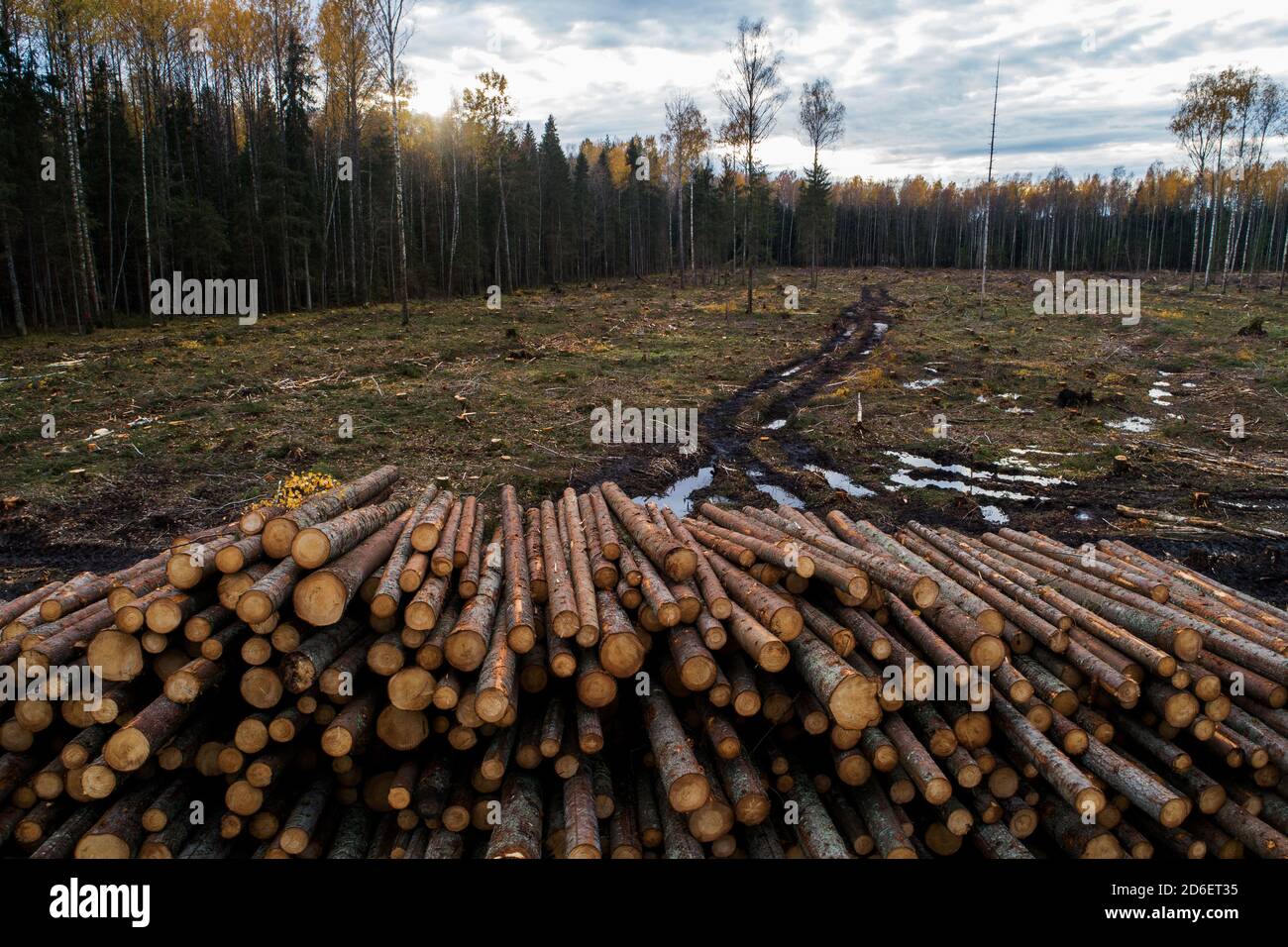 Large wood pile hi-res stock photography and images - Alamy