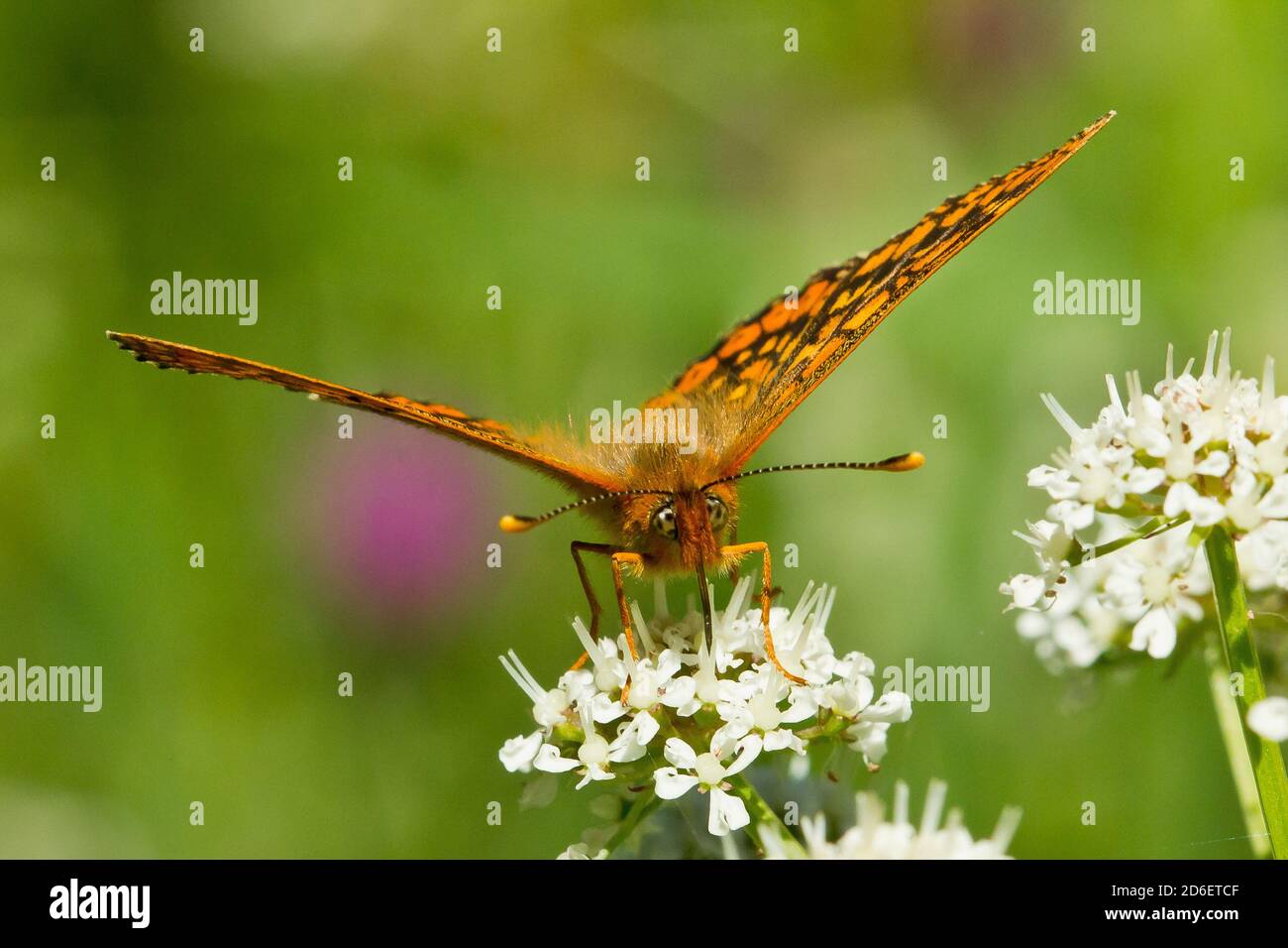 Marsh fritillary wing hi-res stock photography and images - Alamy