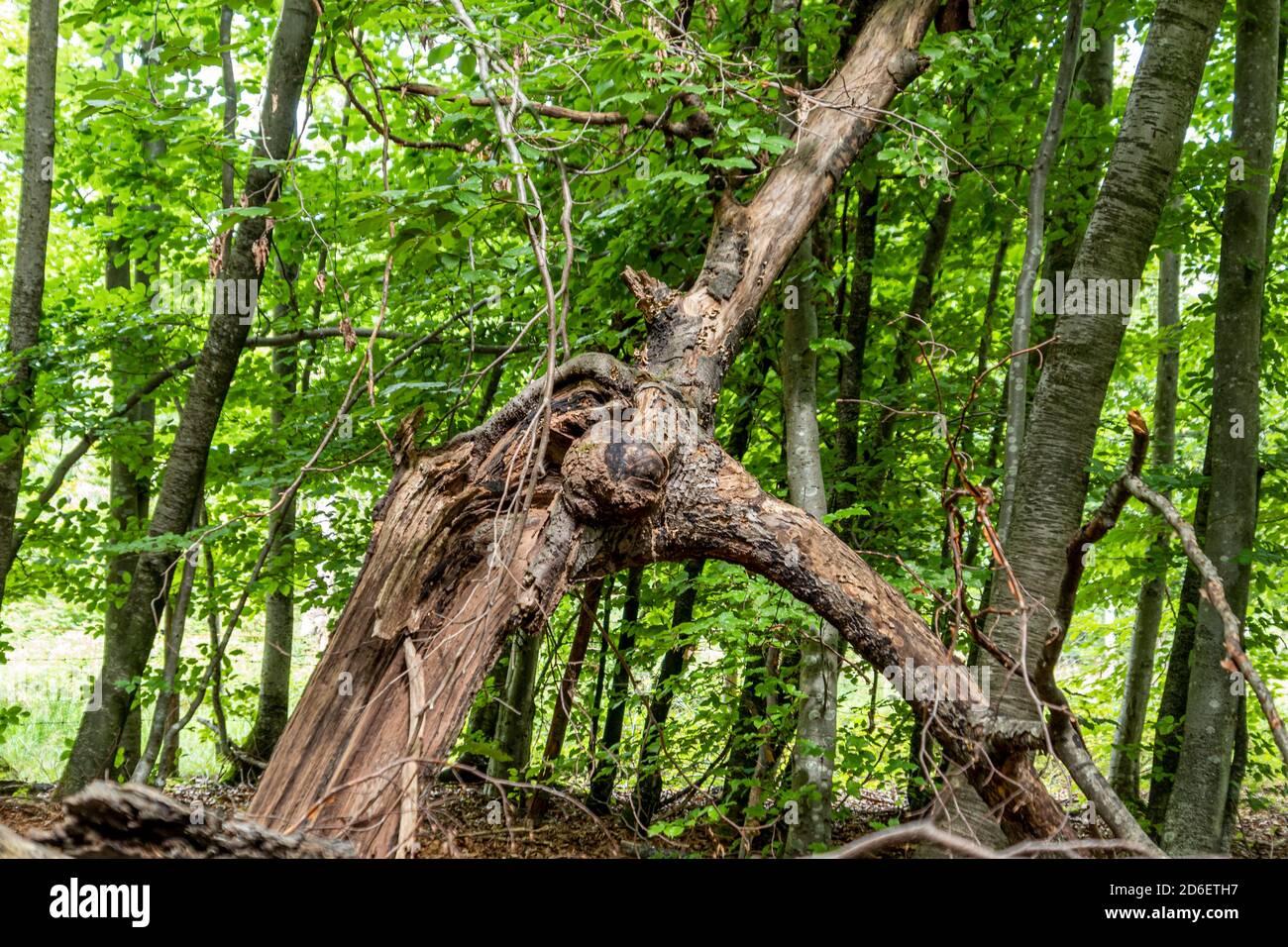 Dead European beech (Fagus sylvatica Stock Photo - Alamy