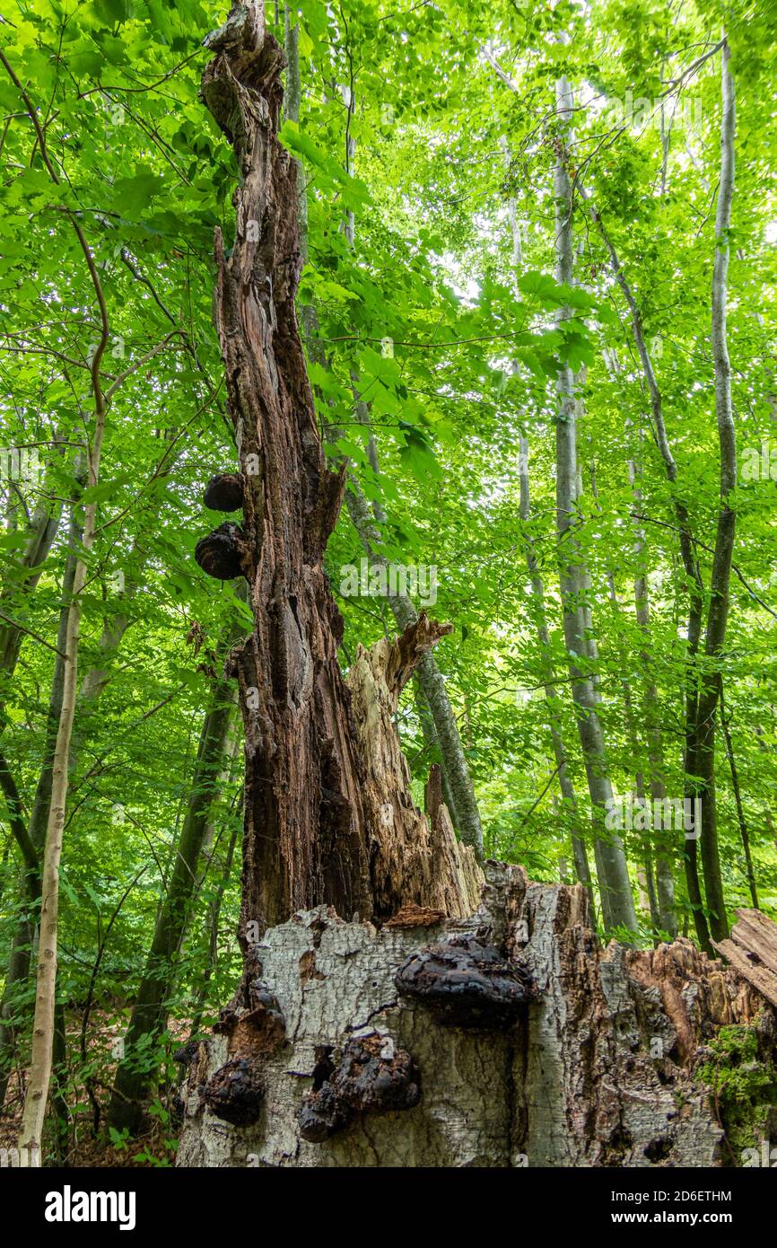 Dead European beech (Fagus sylvatica Stock Photo - Alamy