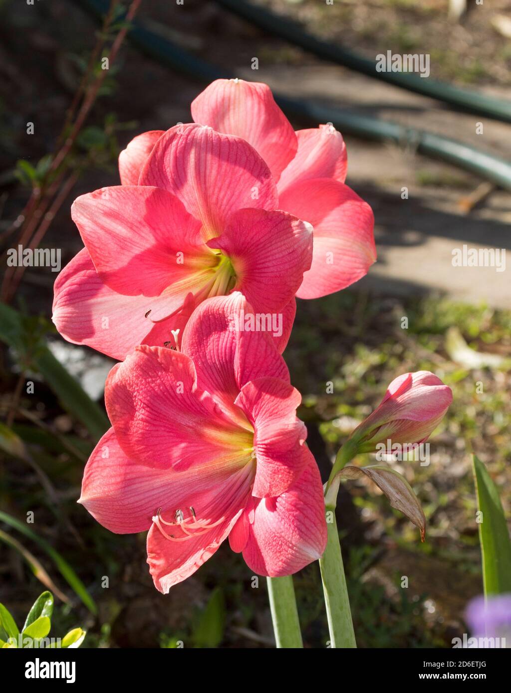 Hippeastrum hippeastrum hi-res stock photography and images - Alamy
