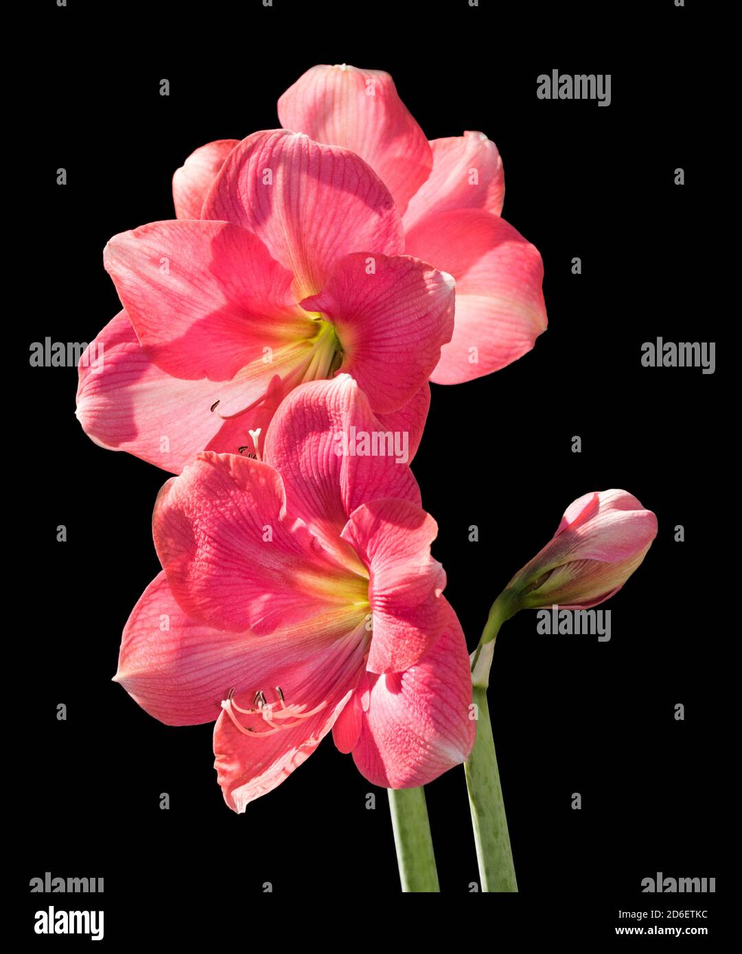 Cluster of large deep pink Hippeastrum flowers, spring flowering bulbs ...
