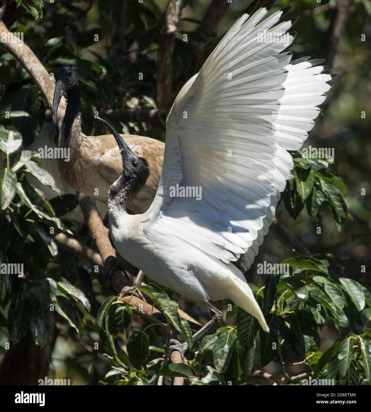 Australian ibis hi-res stock photography and images - Alamy