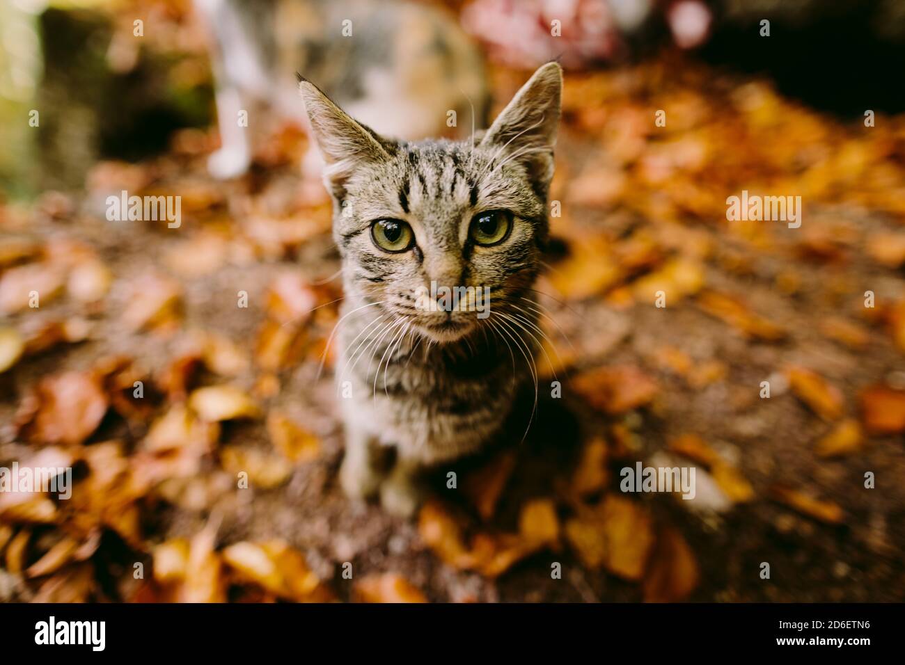 cute cat portrait Stock Photo - Alamy