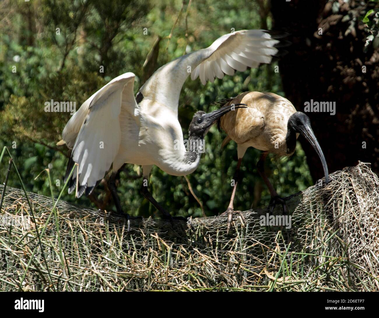 Australian ibis hi-res stock photography and images - Alamy