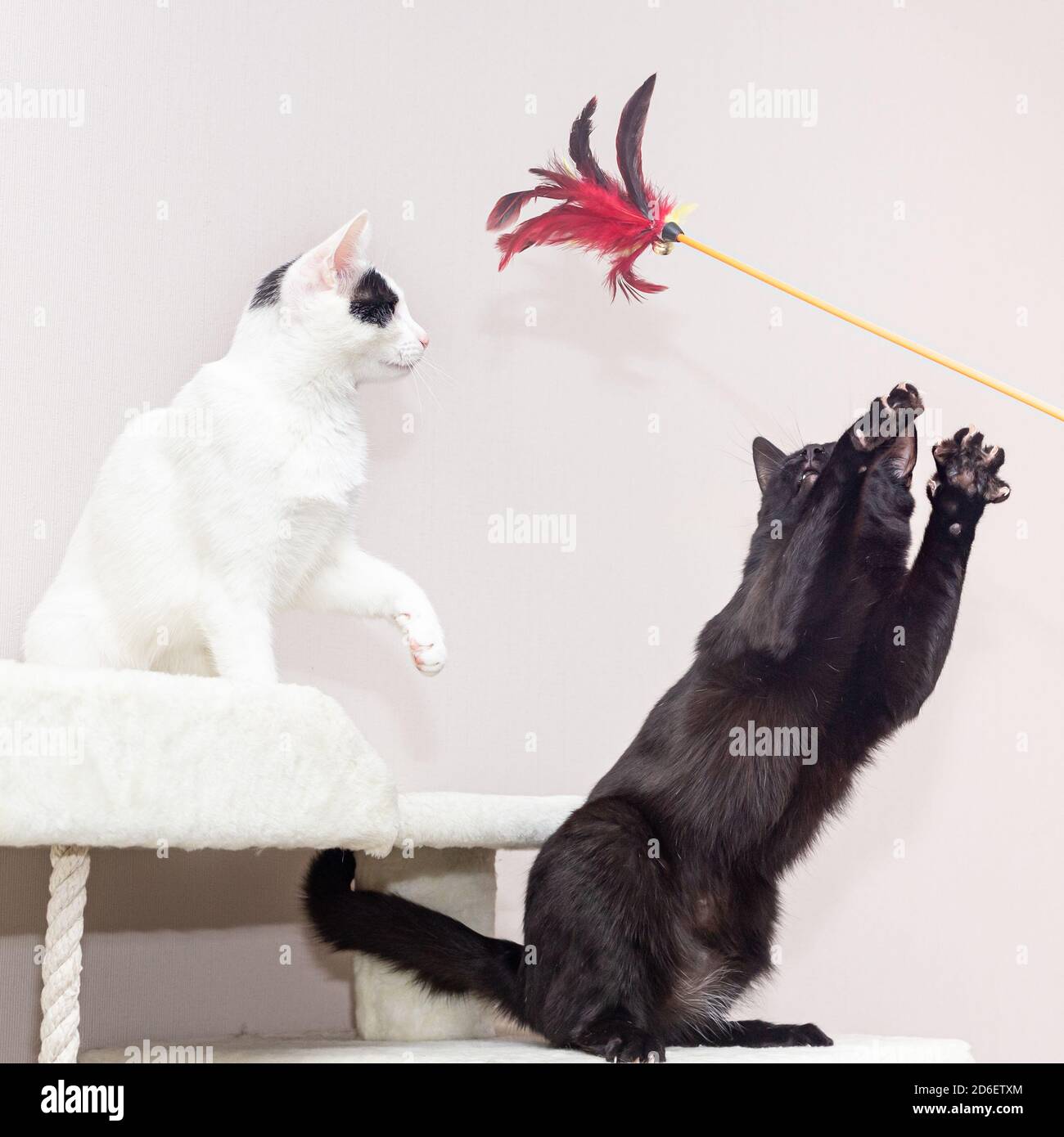 Cats playground hi-res stock photography and images - Alamy
