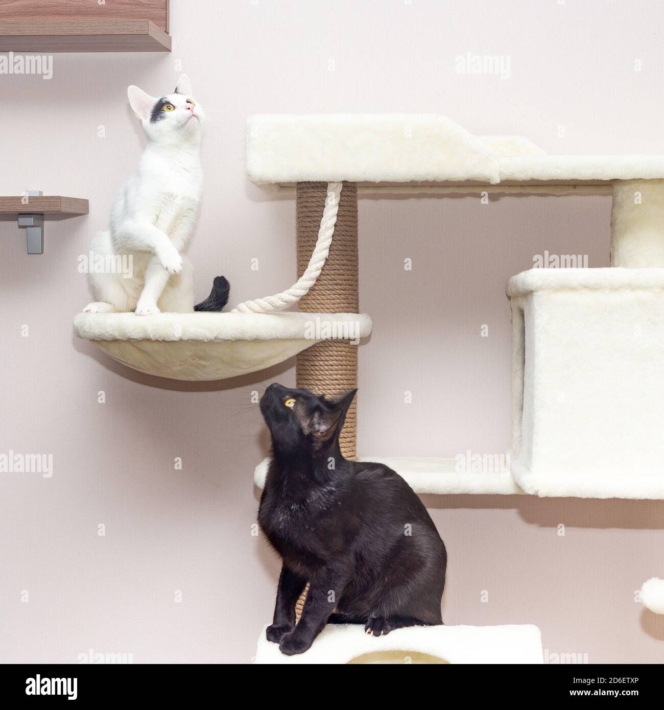 Two cats play on a special game complex for cats Stock Photo - Alamy