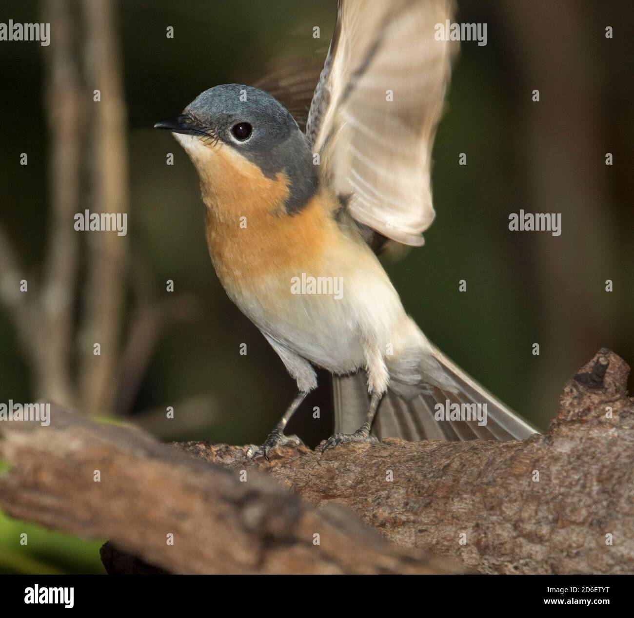 Female Leaden Flycatcher, Myiagra rubecula, with wings raised in flight ...