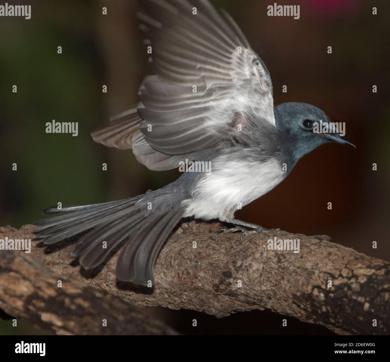Male Leaden Flycatcher, Myiagra rubecula, with wings raised in flight ...